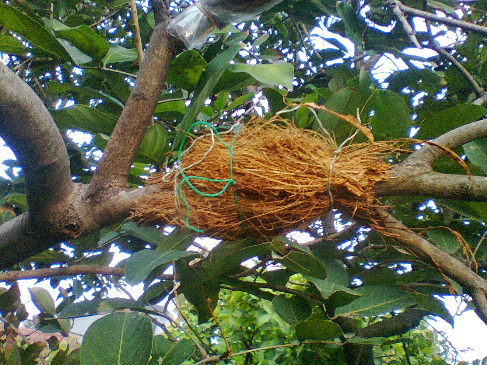 Pasir Angin: Cara mudah mencangkok yang baik